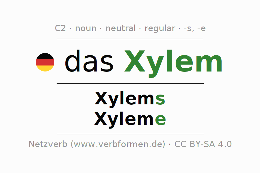 Declension German "Xylem" - All cases of the noun, plural, article ...